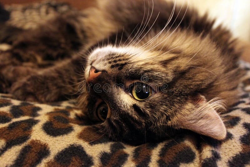 Sweet cat stock photo. Image of looks, sweet, zoom, portrait - 11868996