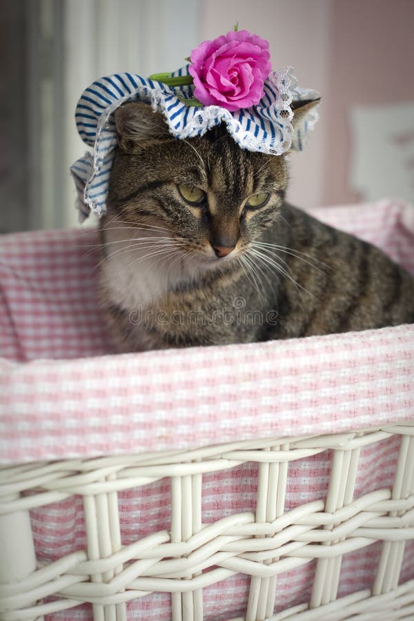 Sweet cat stock image. Image of lovely, kitty, beauty - 13434119