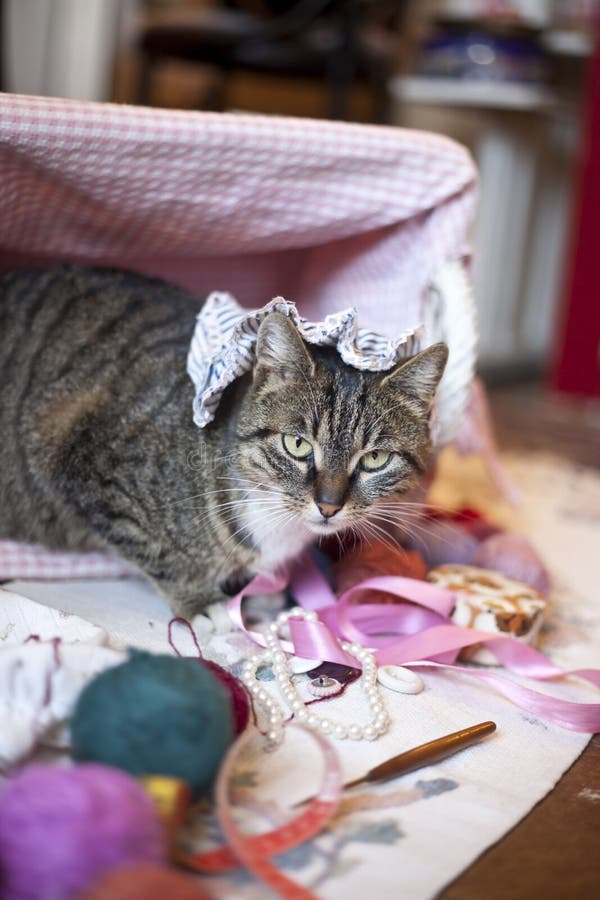 Sweet cat stock image. Image of annimal, rose, bonnet - 13456139