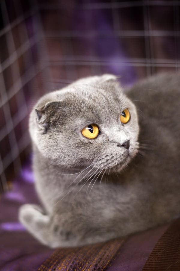 Sweet cat stock image. Image of pedigreed, claw, household - 16274841