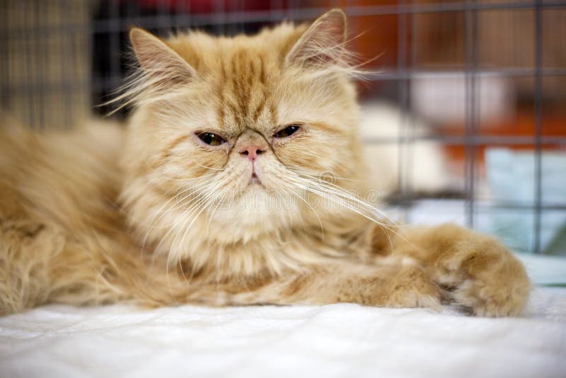 Sweet cat stock image. Image of funny, pedigreed, claw - 16274883