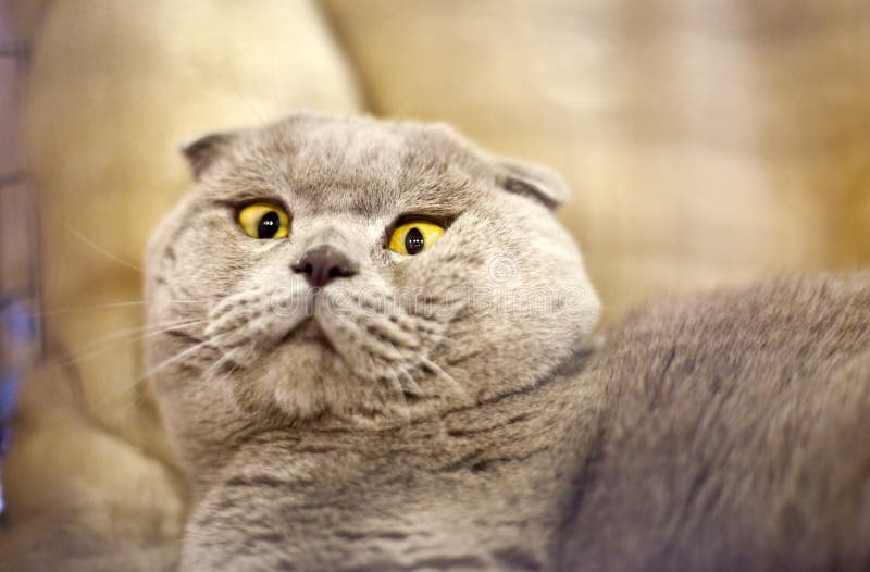 Sweet cat stock photo. Image of claw, lovable, beautiful - 16274908