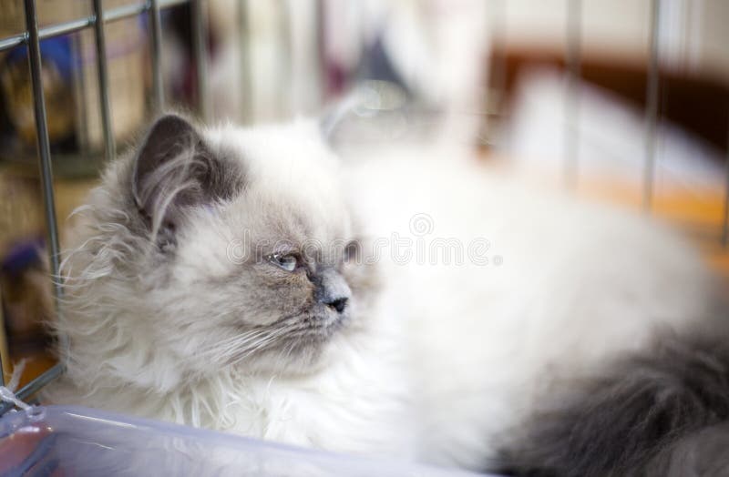 Sweet cat stock image. Image of purebred, domestic, angora - 16274989