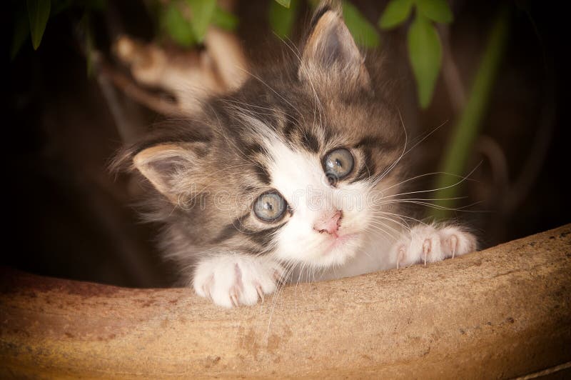 Sweet cat stock photo. Image of domestic, creatures, looking - 24445646