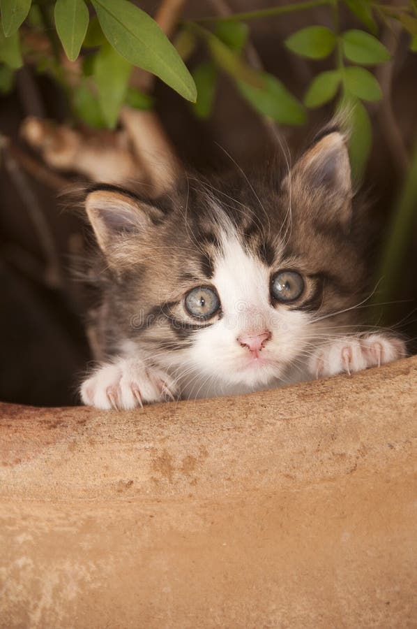 Sweet cat stock photo. Image of animal, creature, looking - 24446096