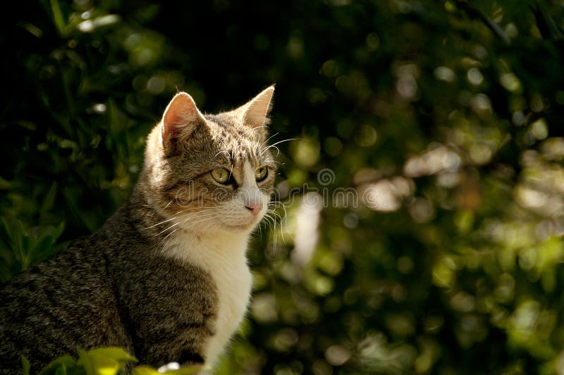 Sweet cat stock photo. Image of cats, domestic, pets - 24446122