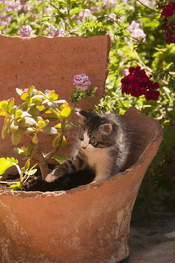 Greek cats stock photo. Image of greece, pets, athens, food - 489740