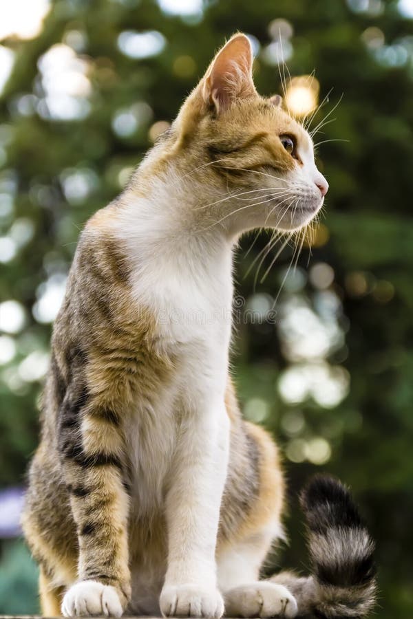 Sweet cat stock photo. Image of pets, face, hair, looking - 35463322