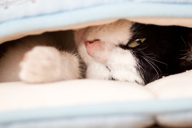 Sweet cat stock photo. Image of book, background, funny - 33787228