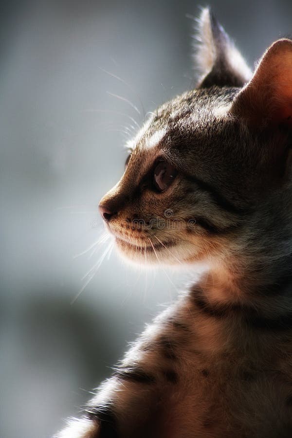 Sweet cat stock image. Image of nature, little, sweet - 97865121