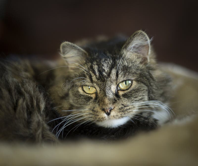 Sweet Cat Look at Camera, Close Up Stock Image - Image of kitty, night ...