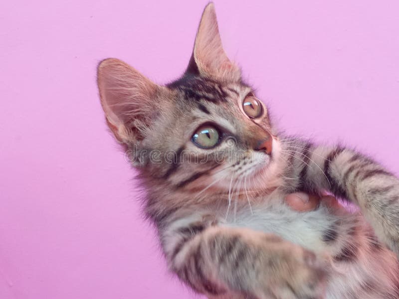 Sweet cat look cute cool stock photo. Image of sweet - 223476044