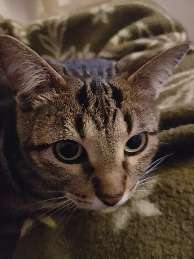 Sweet Cat stock image. Image of sweet, look, nice, looking - 90567701