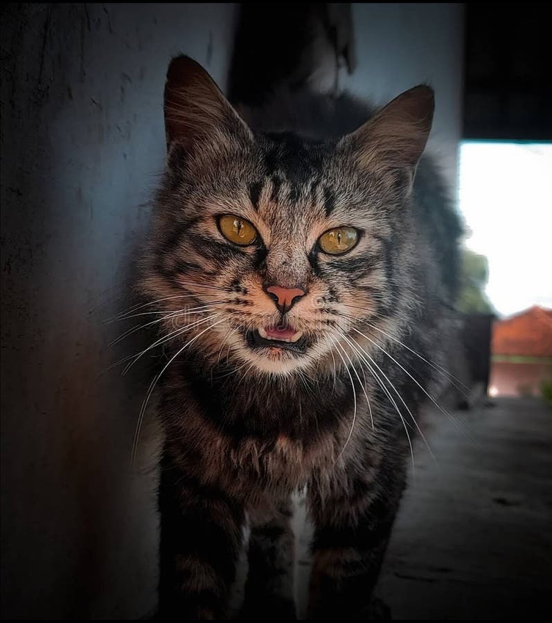 Sweet Cat that Looks Ferocious Stock Photo - Image of ferocious ...