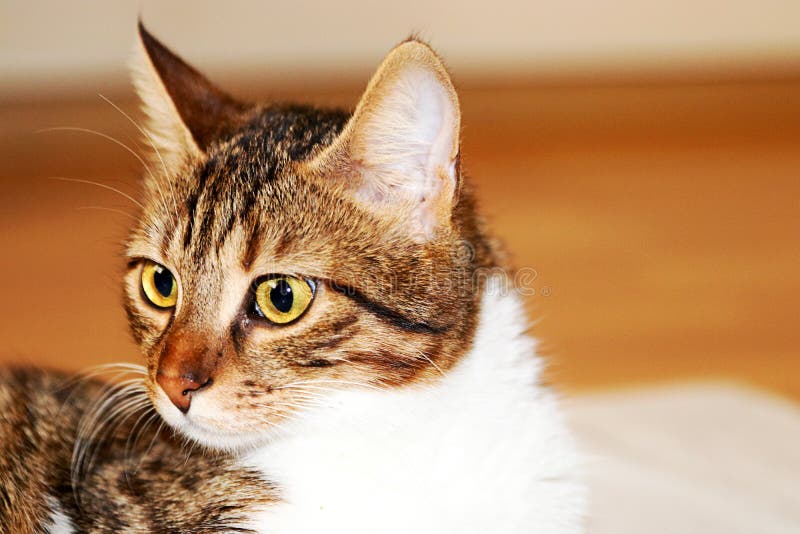 Sweet cat stock photo. Image of sweet, studio, animal - 100333354