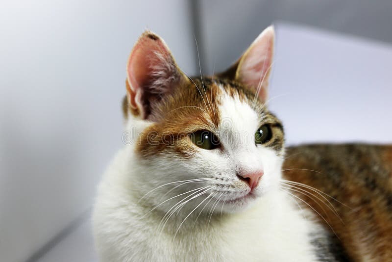 Sweet cat stock image. Image of cute, animal, portrait - 100318795