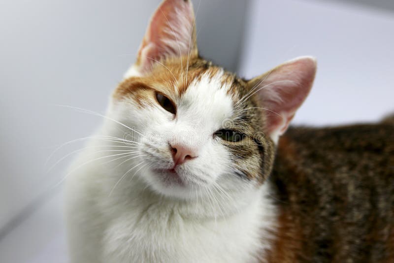 Sweet cat stock image. Image of cute, kitty, beautiful - 100318971