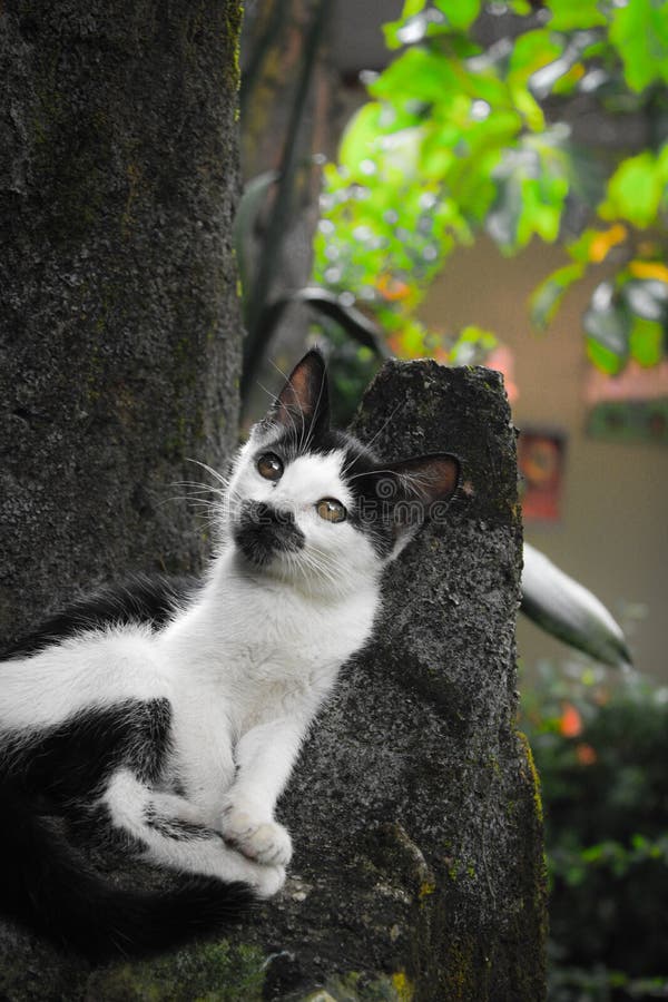Sweet cat on tree stock photo. Image of kitty, catlovers - 262197864