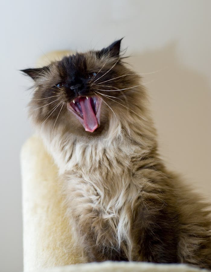 Cat yawning stock image. Image of eyes, dark, face, details - 2563367
