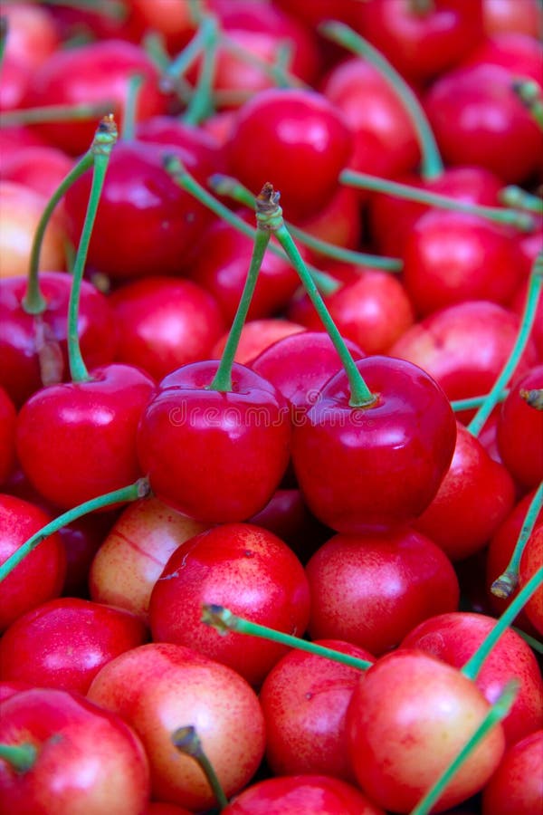 Sweet cherries stock photo. Image of agriculture, heap - 19997204