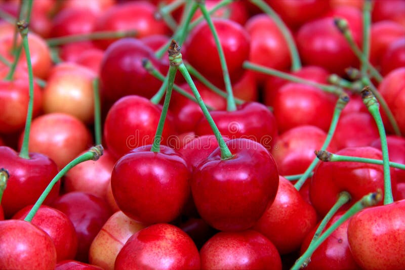 Sweet cherries stock photo. Image of gourmet, organic - 19997358