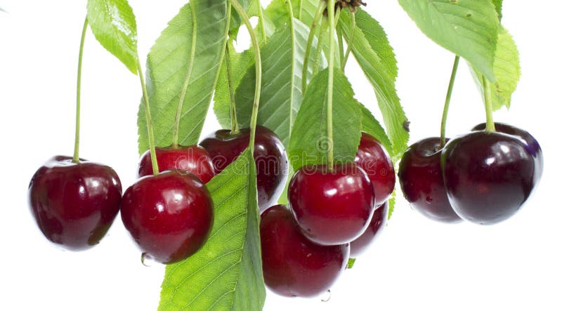 Sweet cherries stock photo. Image of dessert, green, organic - 42860640
