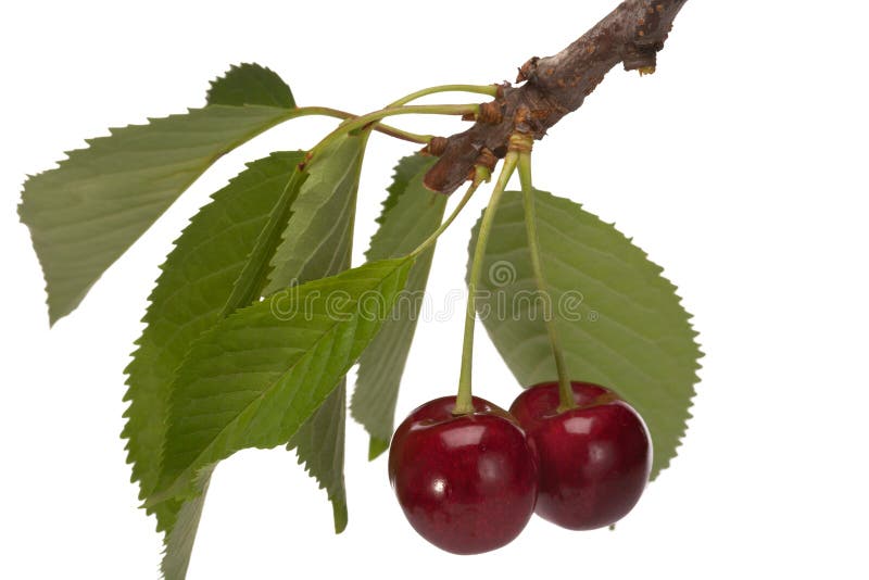 Sweet cherry stock photo. Image of sweet, cherry, pulpy - 20045974
