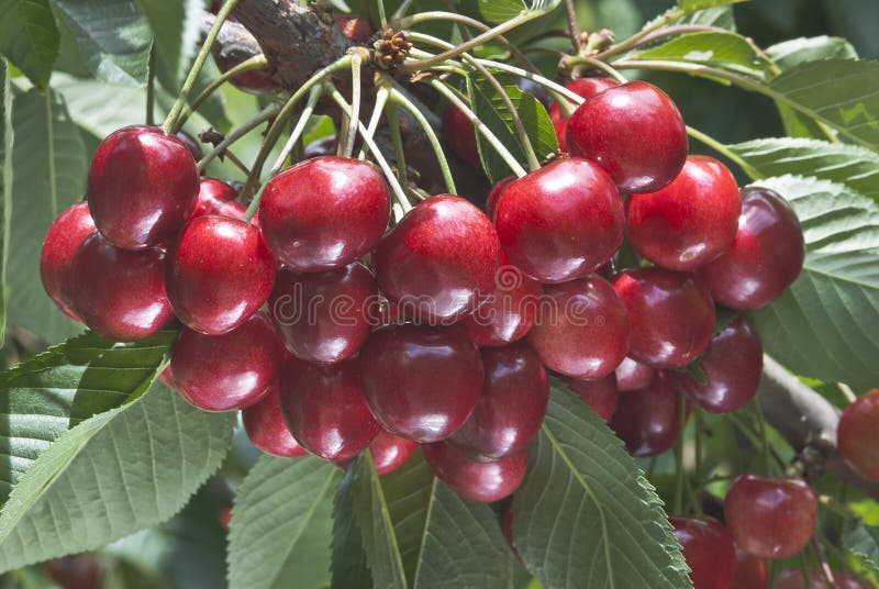 Sweet cherry stock image. Image of cherry, harvesting - 23100233
