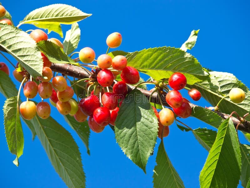 Sweet cherry stock image. Image of agriculture, harvest - 24596829