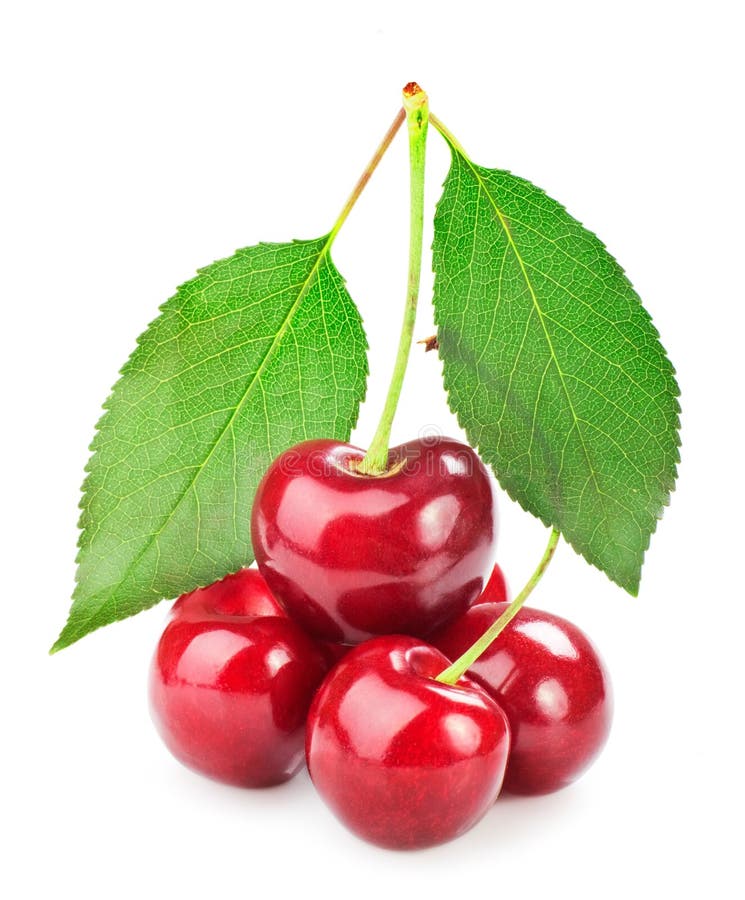 Sweet cherry stock image. Image of ripe, gourmet, berry - 25110929