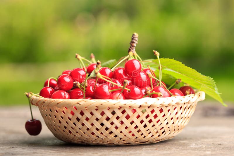 Sweet cherry stock photo. Image of green, agriculture - 25181964