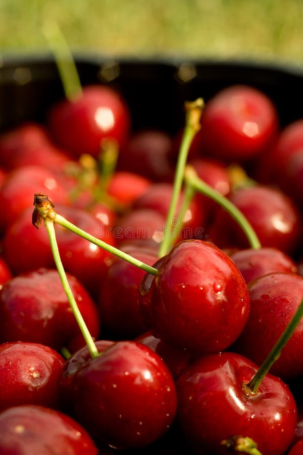 Sweet Cherry Picture. Image: 5797175