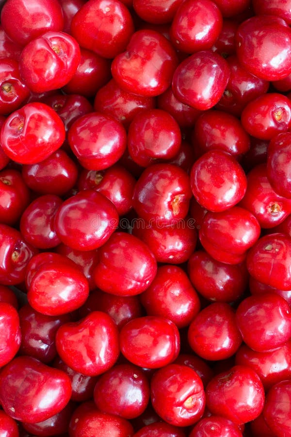 Cherry stock image. Image of sweet, mazzard, black, berry - 5590633