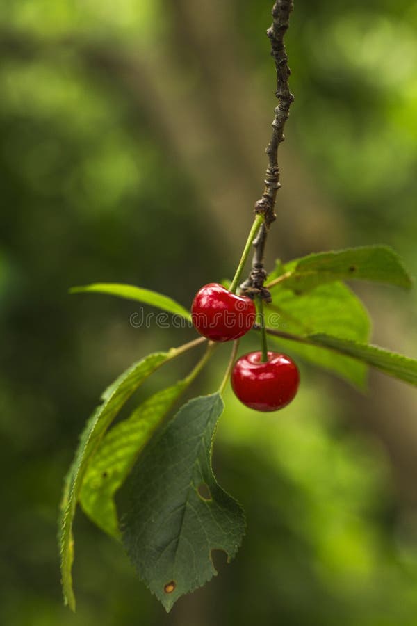 Sweet Cherry Berries on a Tree Branch Stock Image - Image of june ...