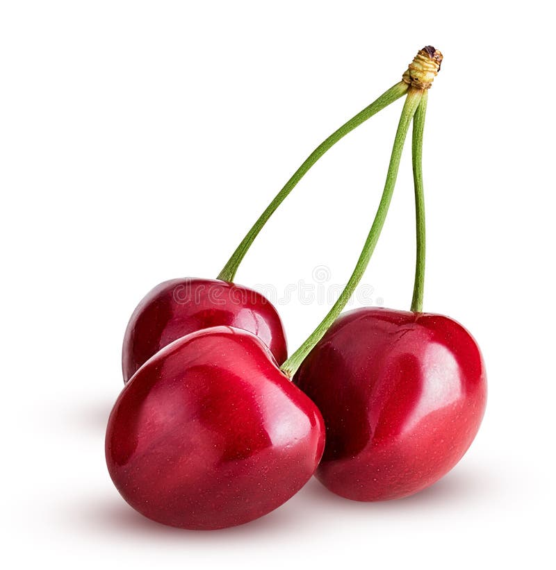Sweet Cherry Berry. Three on a Branch. Stock Photo - Image of ...