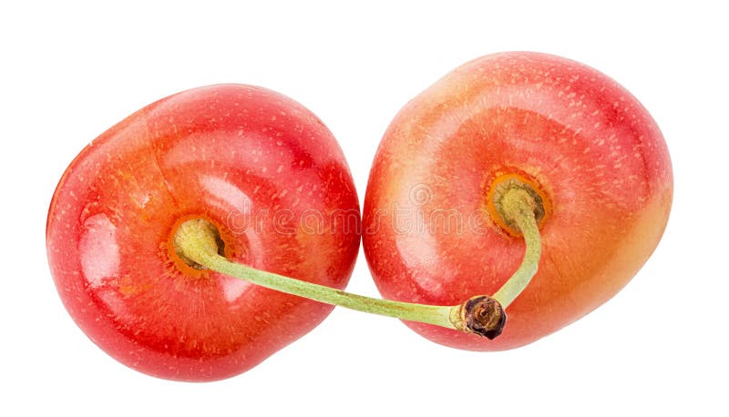 Sweet Cherry Berry, Two on a Branch Stock Photo - Image of juicy, path ...