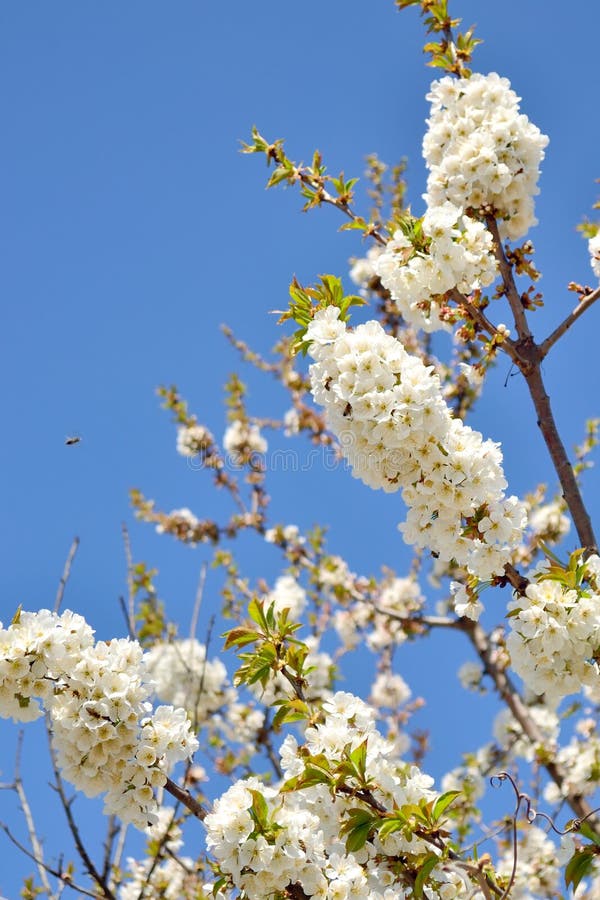 Sweet cherry blooming stock image. Image of spring, beauty - 30572633