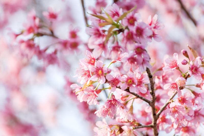 Sweet Cherry blossom stock image. Image of juicy, nature - 38313335