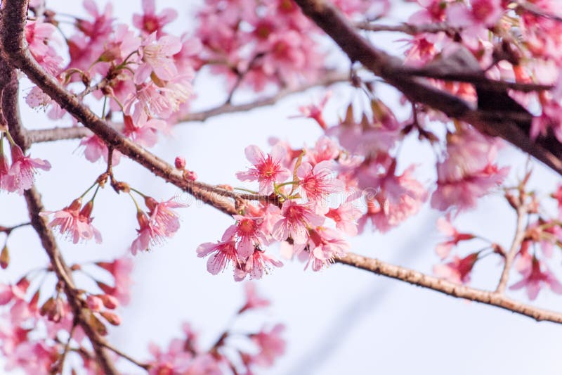 Sweet Cherry blossom stock image. Image of blooming, health - 38313441