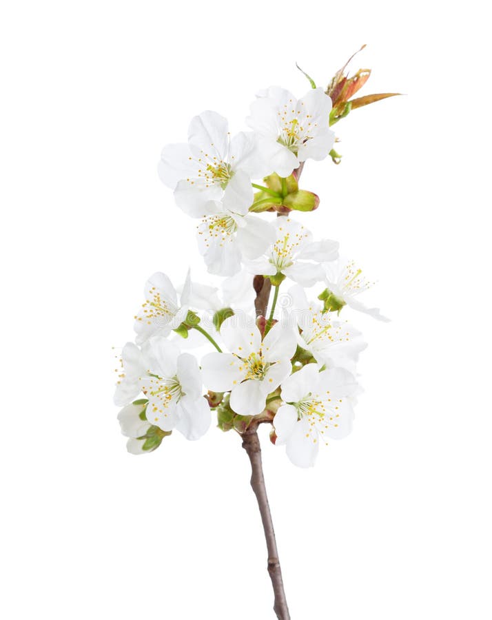 Sweet cherry in blossom stock photo. Image of nature - 68468574