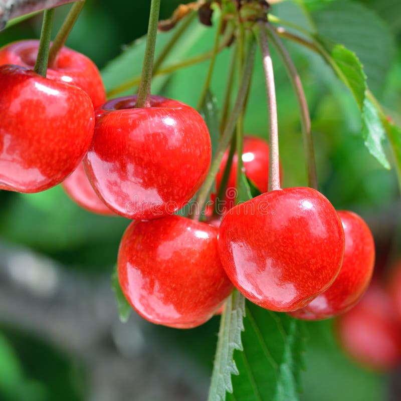 Sweet cherry stock photo. Image of cherry, ingredient - 30597006
