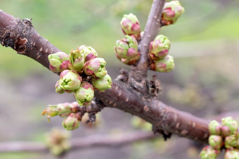 Sweet Cherry Buds Bloom. Spring Time in the Garden Stock Image - Image ...