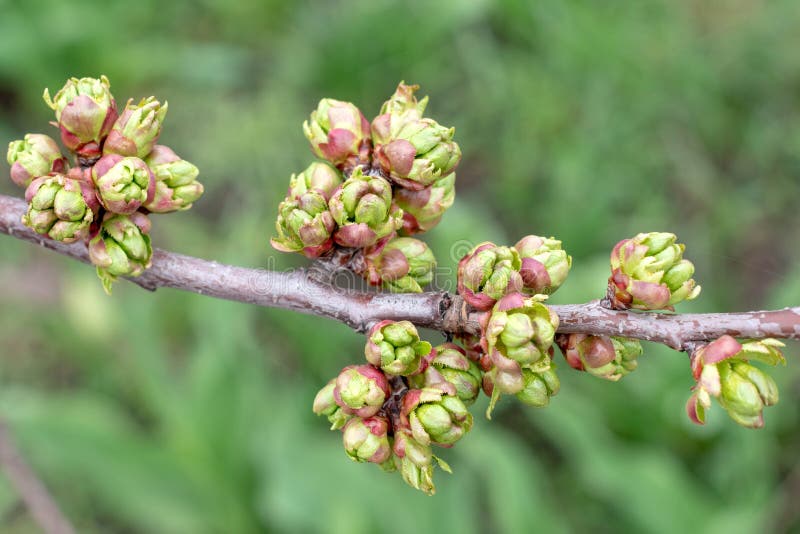 Sweet Cherry Buds Bloom. Spring Time in the Garden Stock Image - Image ...
