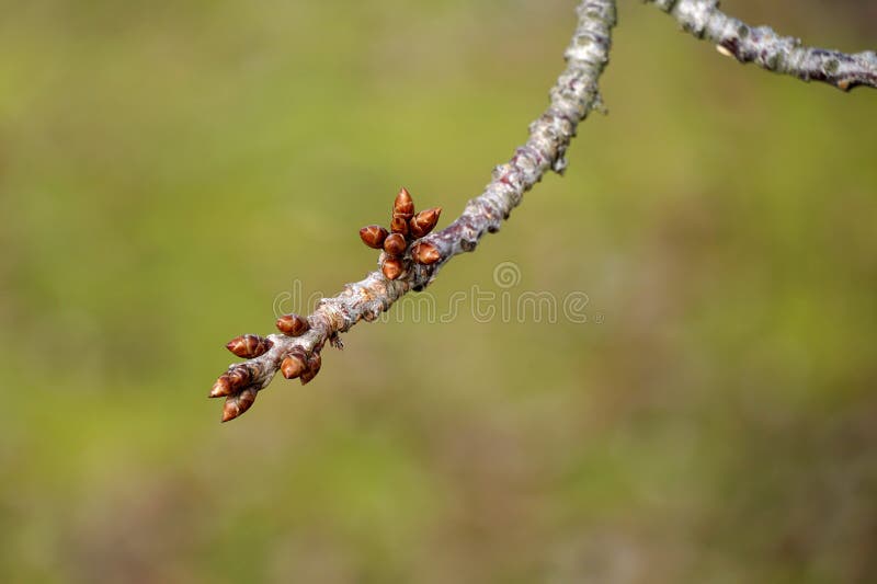 Sweet Cherry Buds Pictured in Mid of Warm January Day Stock Image ...