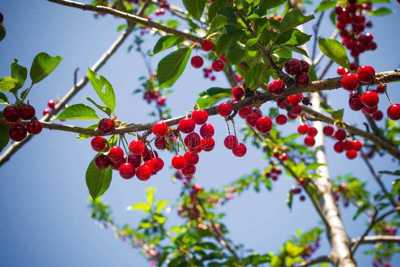 Sweet cherry stock photo. Image of berry, organic, ripe - 154355004