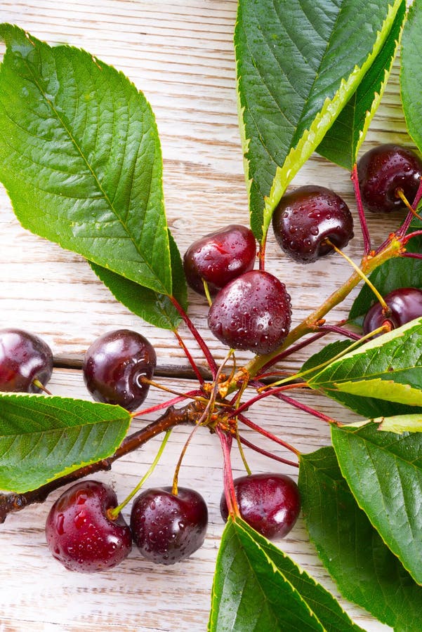 Sweet cherry stock image. Image of green, bunch, delicious - 32284973