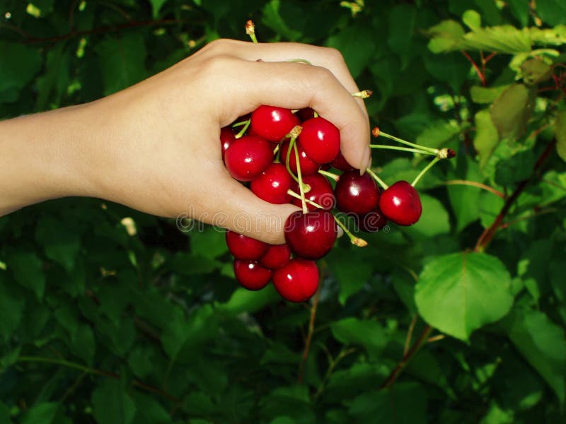 Sweet Cherry Fruit stock image. Image of orchard, finger - 2150547