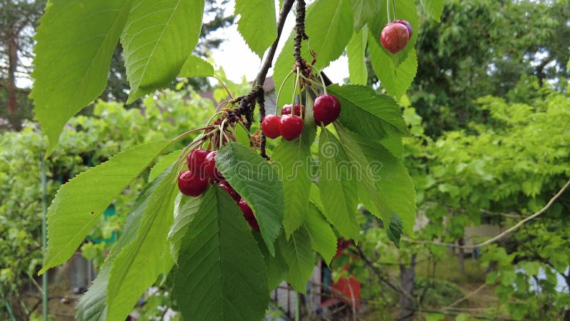 Sweet Cherry Fruit on a Branch of a Fruit Tree Stock Video - Video of ...
