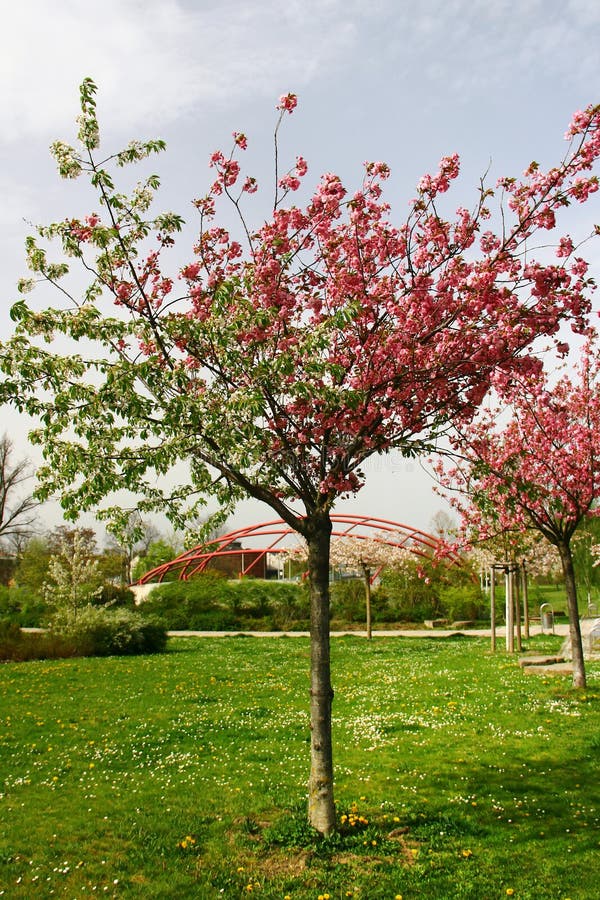 Sweet Cherry Grafted on Japanese Cherry Rootstock. White and Pink ...