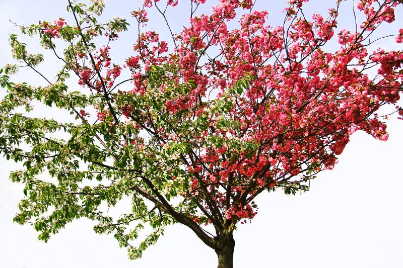 Sweet Cherry Grafted on Japanese Cherry Rootstock. White and Pink ...